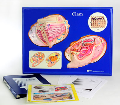 Clam Model Activity Set Grades: 5 - 12 AEP-2755 > Alco of Canada